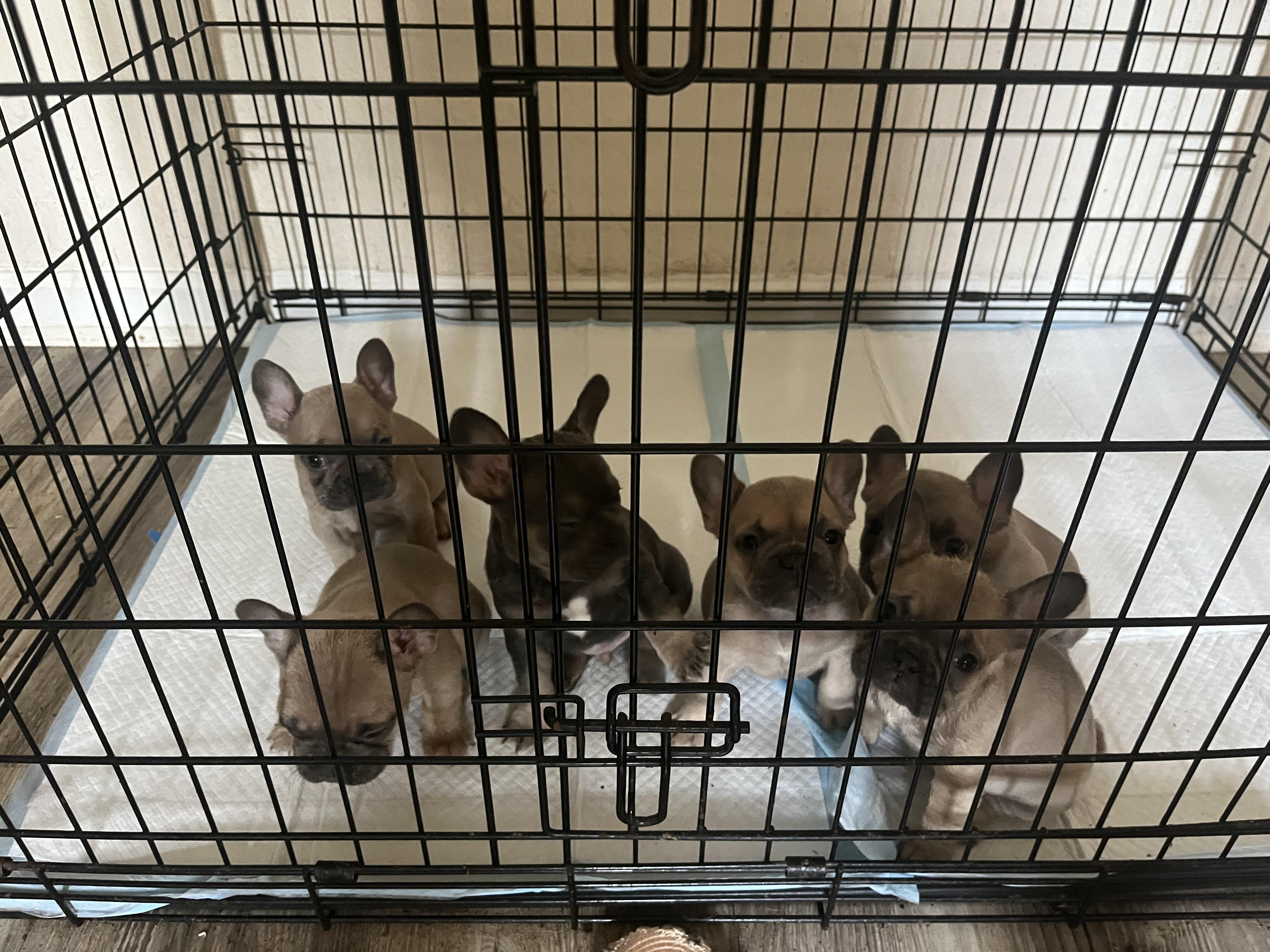 DDV French Bulldogs in Virginia | French Bulldog puppies | Good Dog
