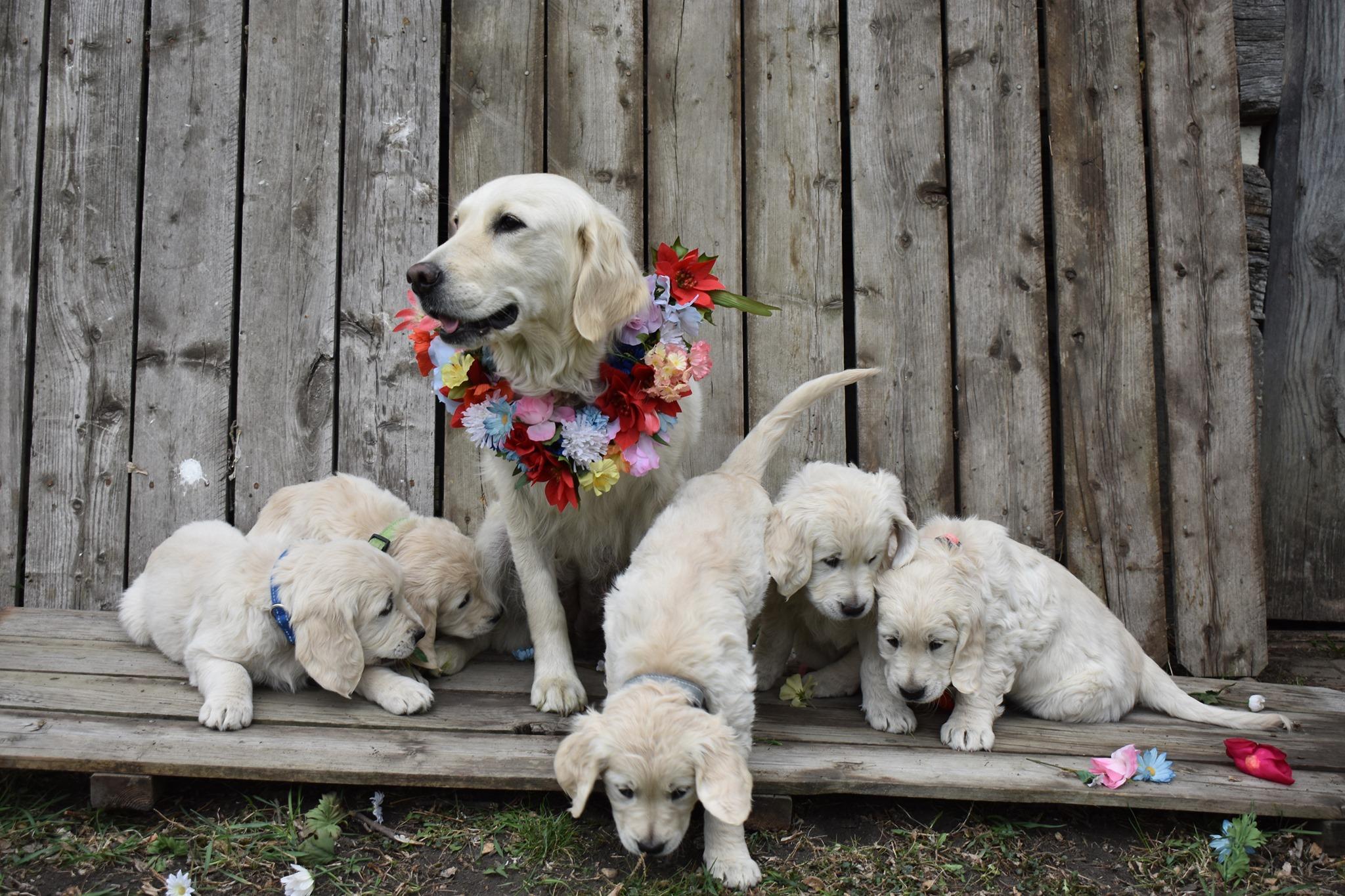 Lightning Oak Acres in North Dakota | Golden Retriever puppies | Good Dog