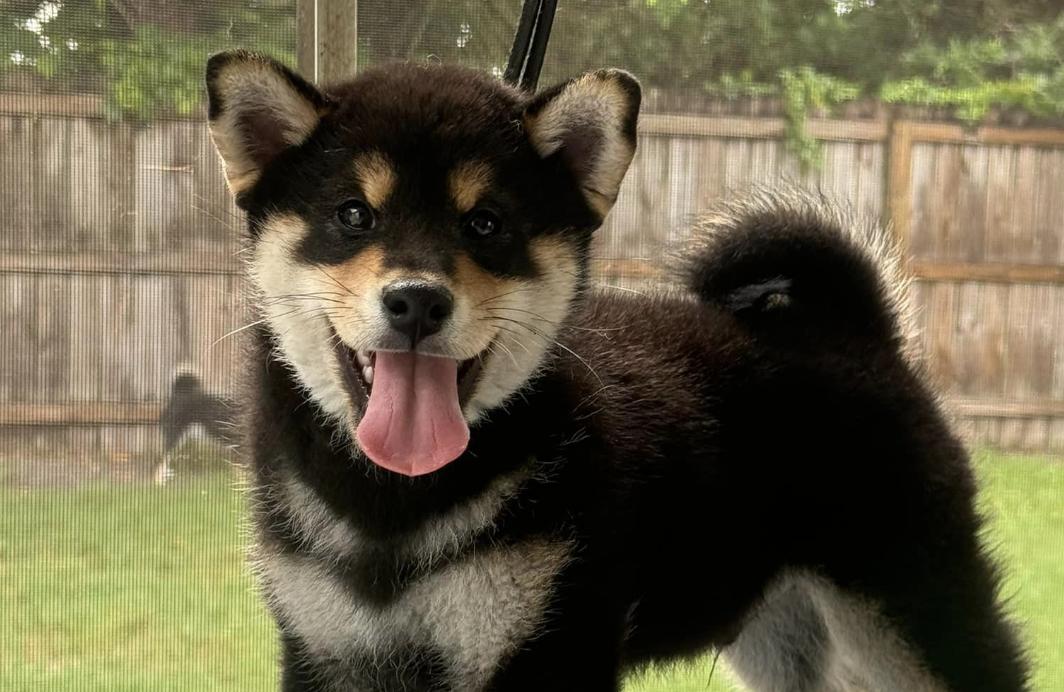 Huntley’s Champion Shibas in Florida | Shiba Inu puppies | Good Dog