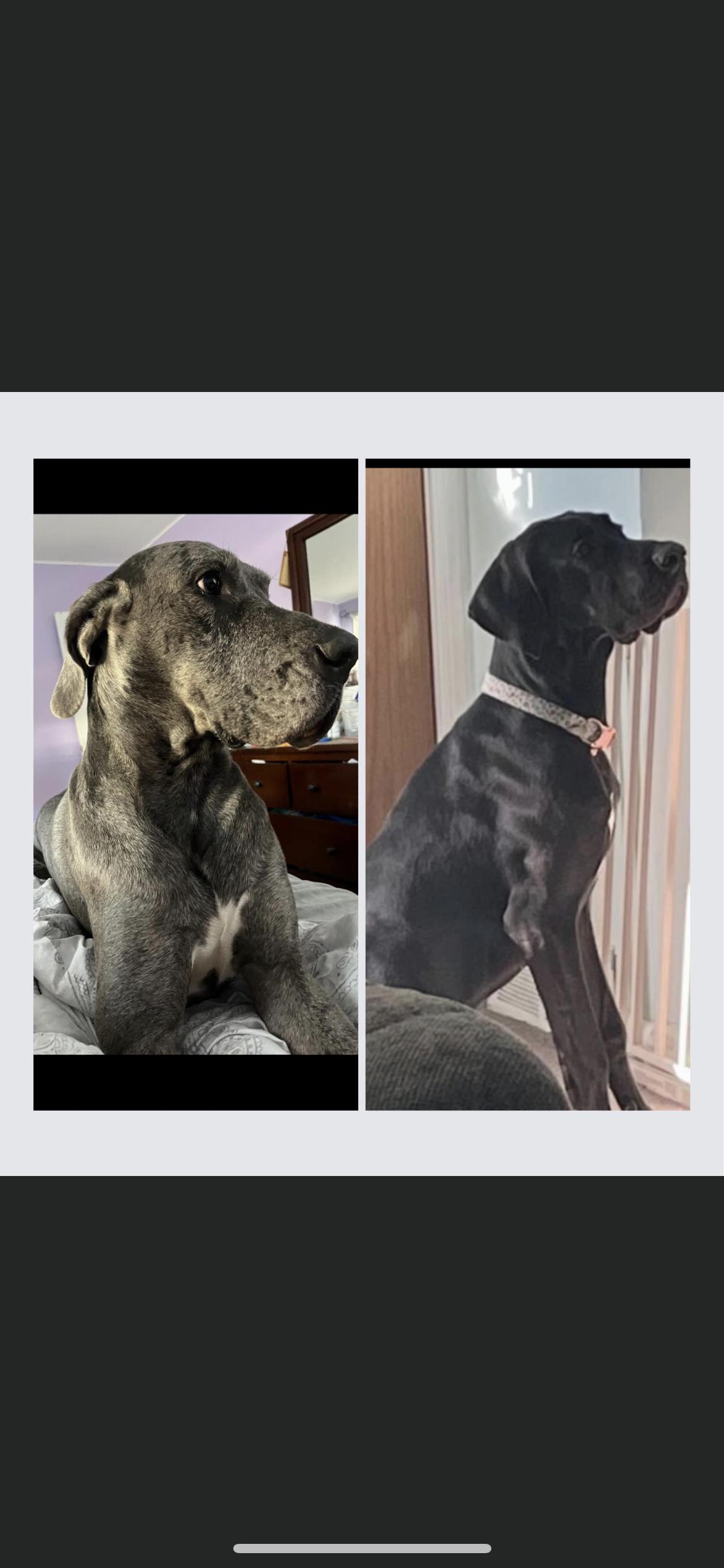 East Coast Great Danes in Pennsylvania | Great Dane puppies | Good Dog