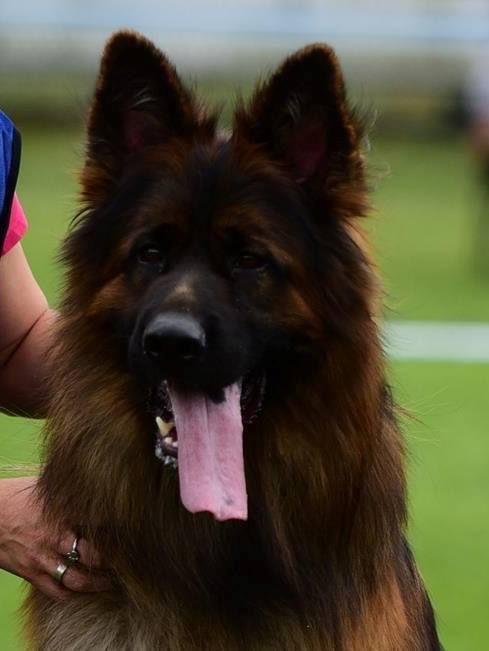 Sam's Highest Quality Shepherds in Texas | German Shepherd and ...
