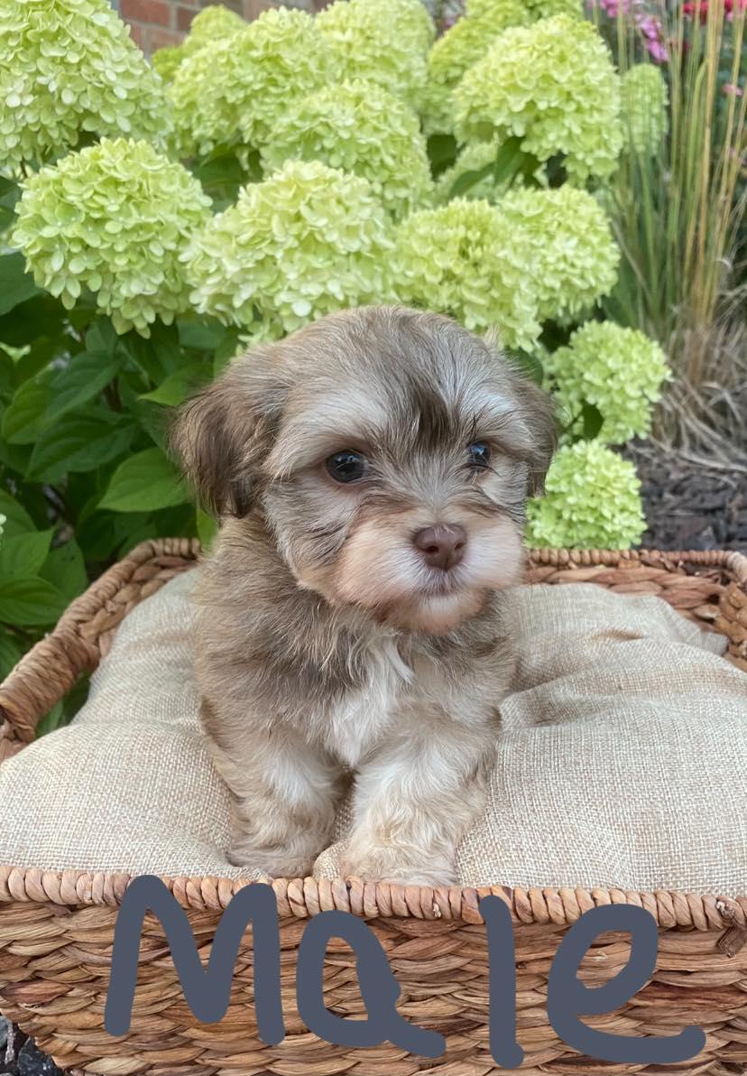 Happy Go Lucky Havanese in Illinois | Havanese puppies | Good Dog