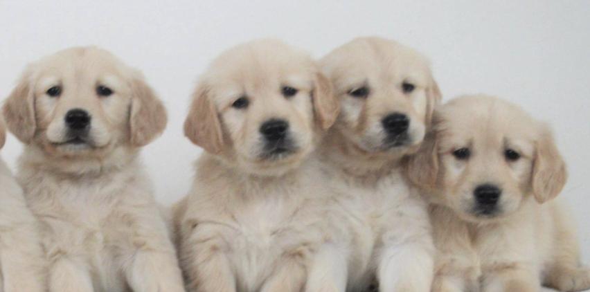 Buck Family Farm Golden Retrievers in New York | Golden Retriever ...