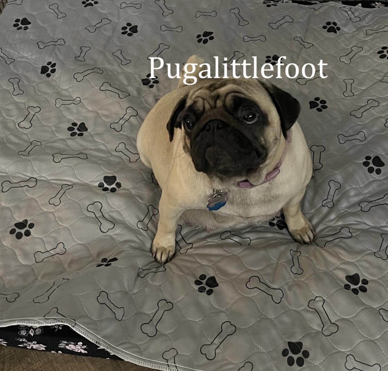 Southern Belle Pugs/Pugalittlefoot in Alabama | Pug puppies | Good Dog