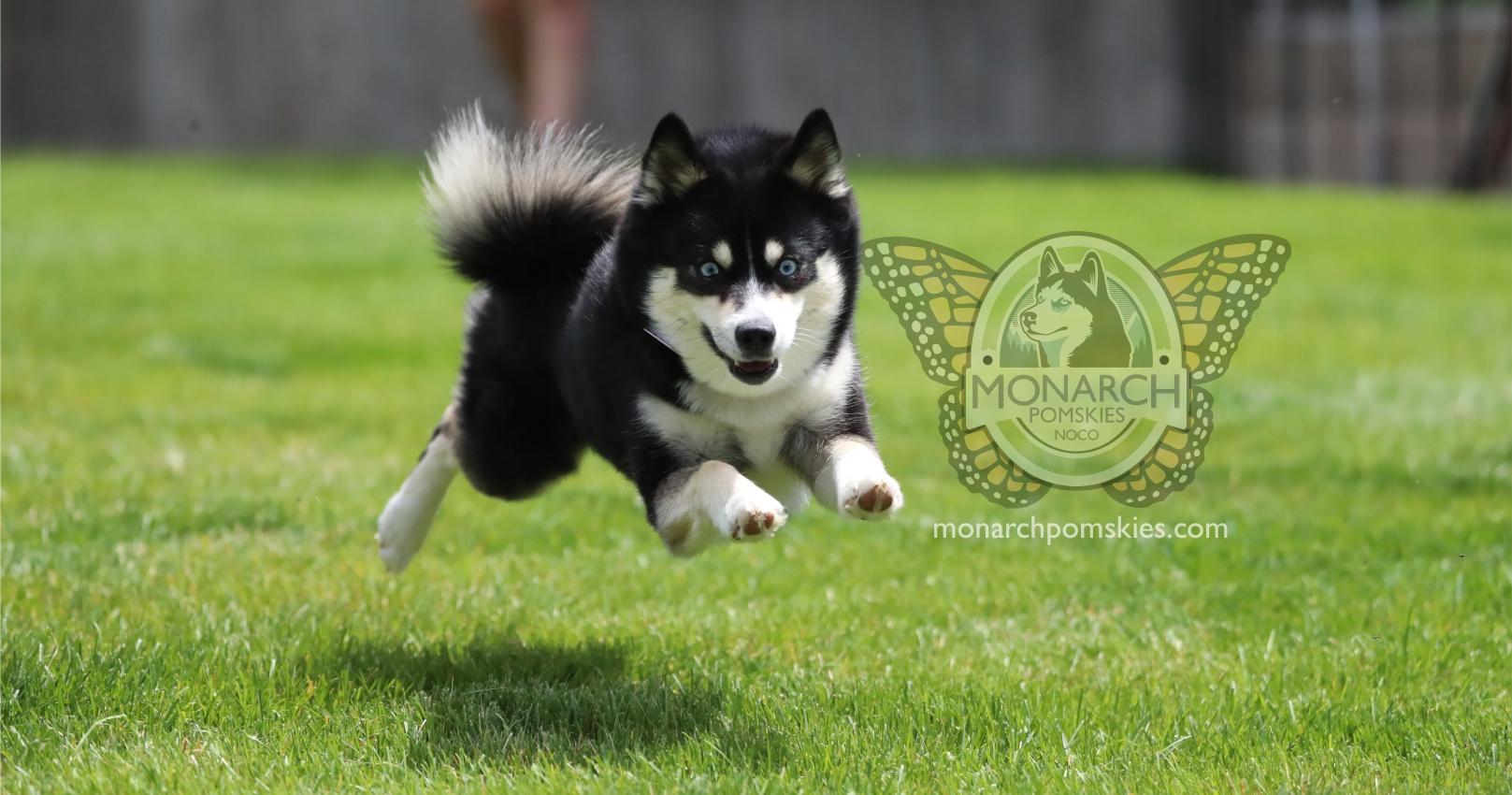 Monarch Pomskies | Northern Colorado in Colorado | Pomsky puppies ...