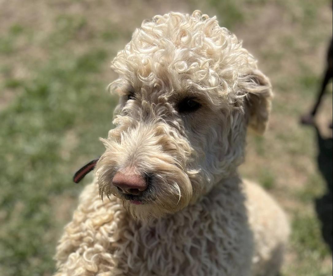 Cooper Lake Doodles in Tennessee | Goldendoodle puppies | Good Dog