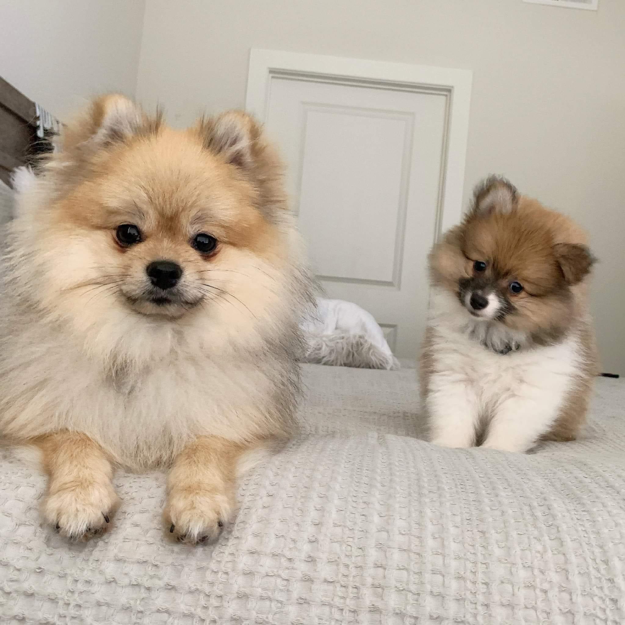 Mandy's Precious Poms in Texas | Pomeranian puppies | Good Dog