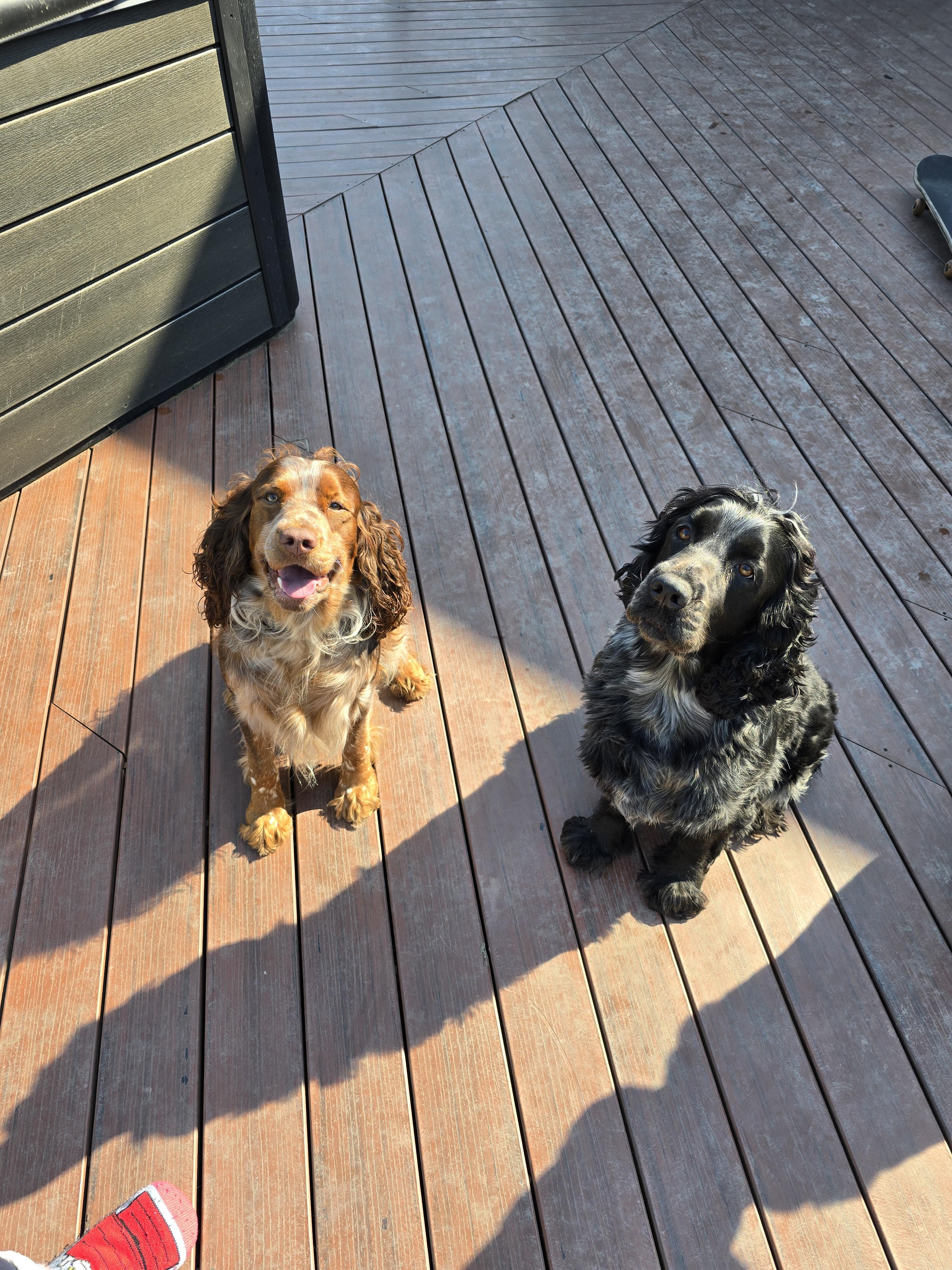 Chappell Hill Springers in New York | English Springer Spaniel puppies ...