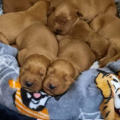 Beard Family Farm in Kentucky | Golden Retriever, Goldendoodle or Olde ...