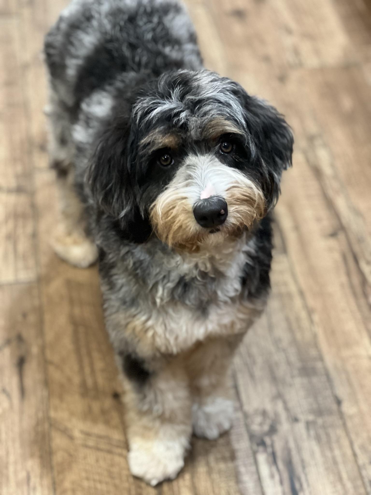Sweet Honey Doodles in Florida | Bernedoodle puppies | Good Dog