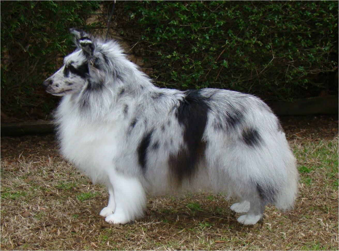 Carolyn Spears's Shetland Sheepdogs in Tennessee | Shetland Sheepdog ...