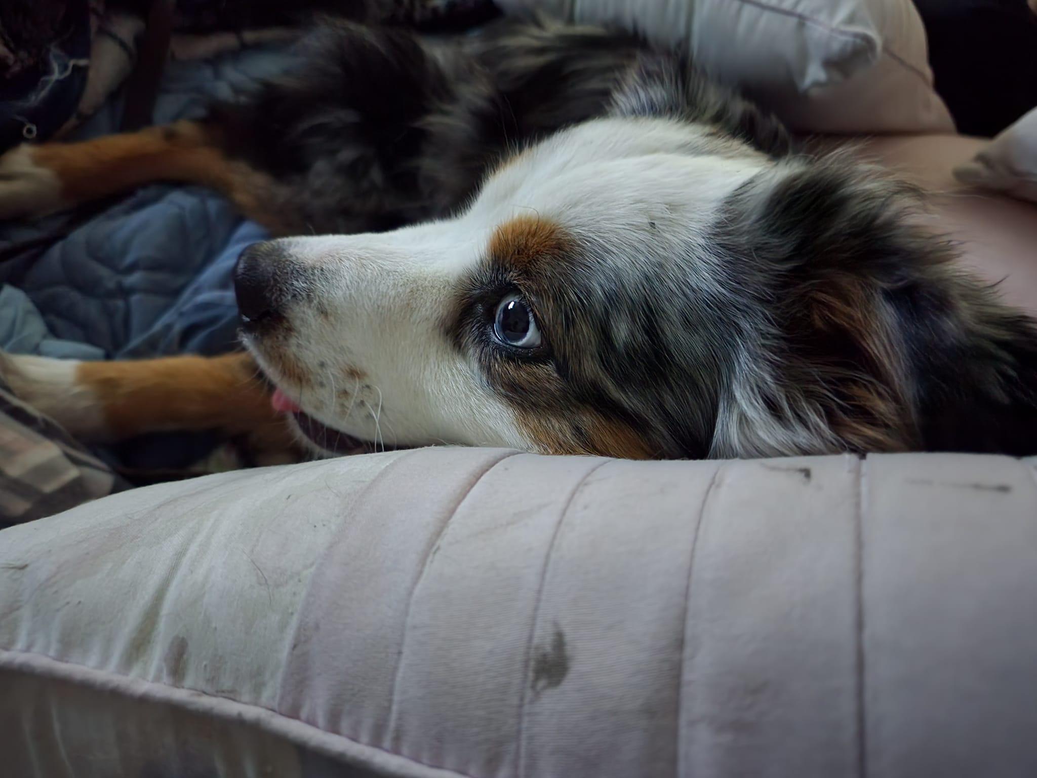 Fredrickson Farm's Miniature Australian Shepherds and Havanese in Texas ...