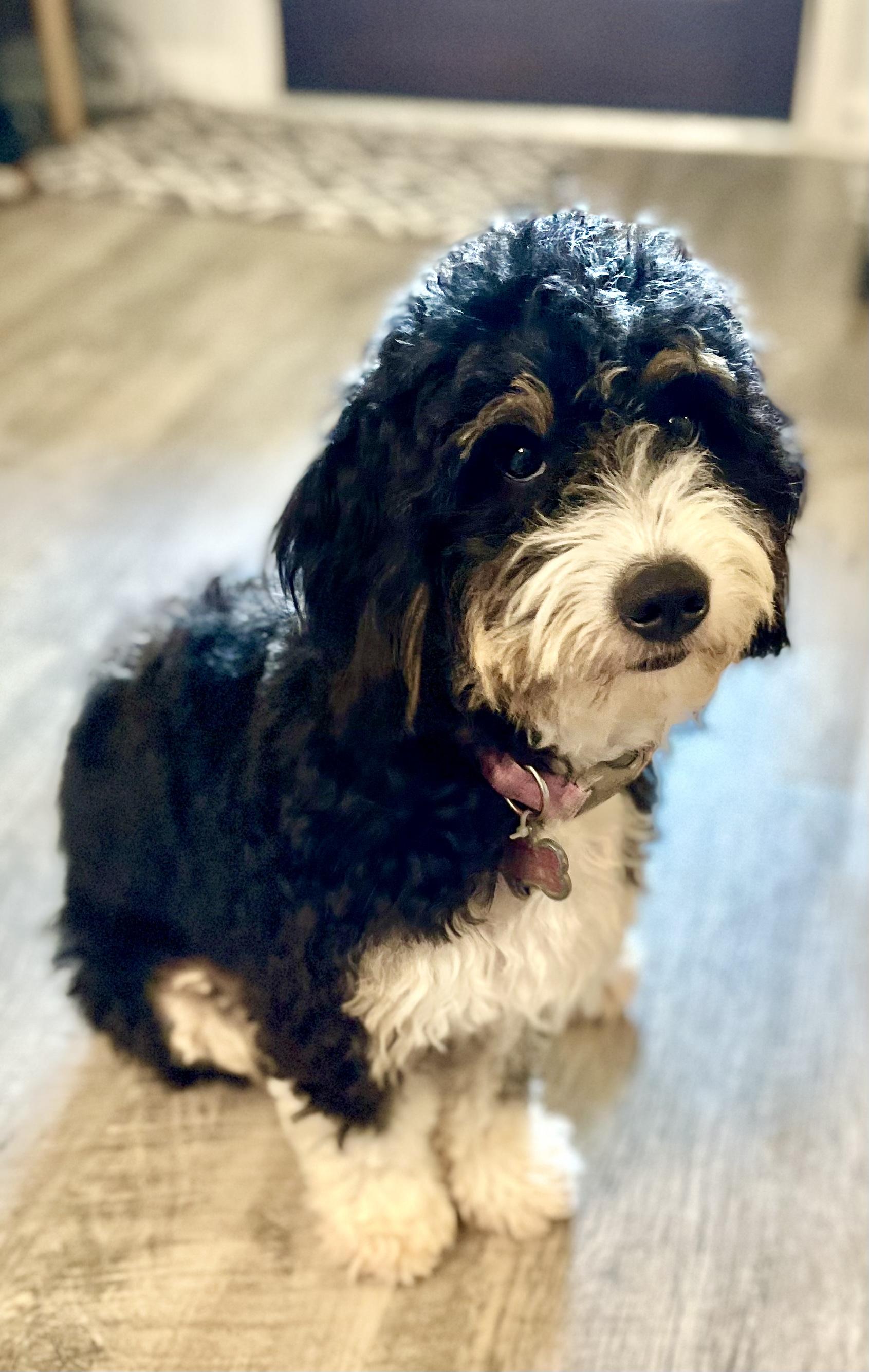 Pia’s Doodle Poodle Wag in Texas | Bernedoodle, Goldendoodle or Double ...