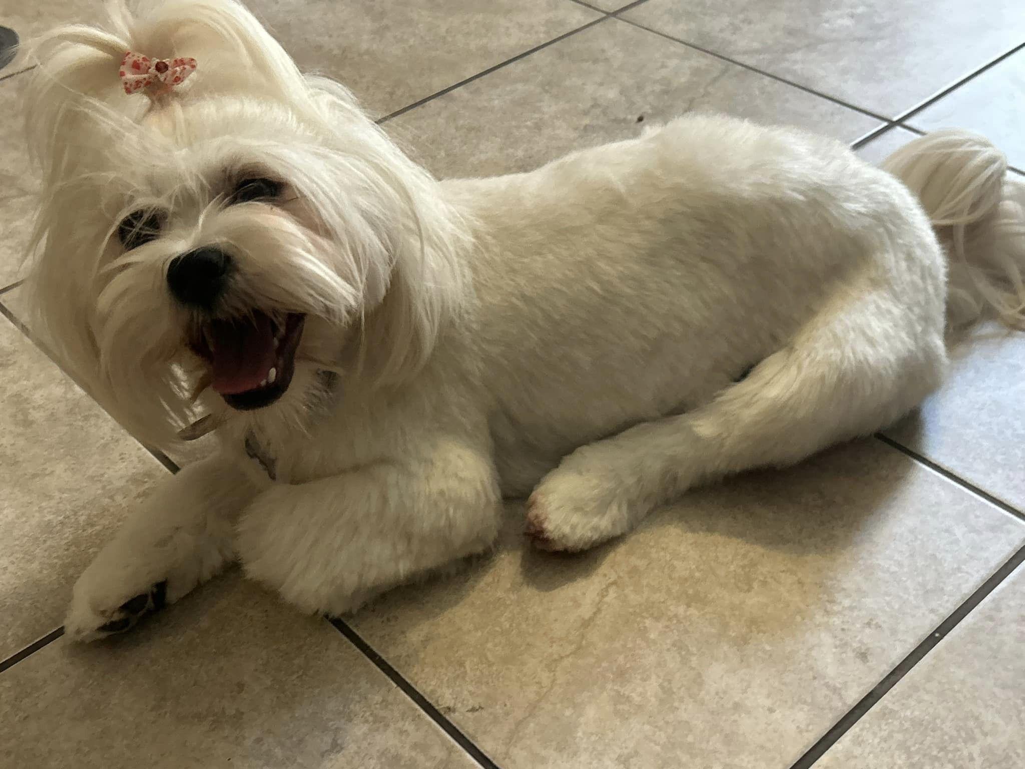 Hearth and Hound Family Farms in Virginia | Lhasa Apso puppies | Good Dog
