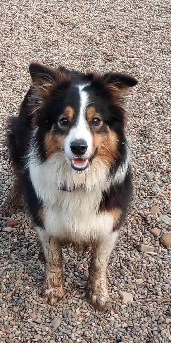 Stirling bridge Border Collies in Ohio | Border Collie puppies | Good Dog