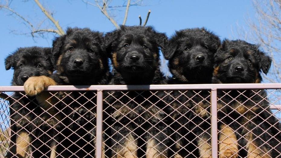 Crooked River German Shepherds in Ohio | German Shepherd puppies | Good Dog