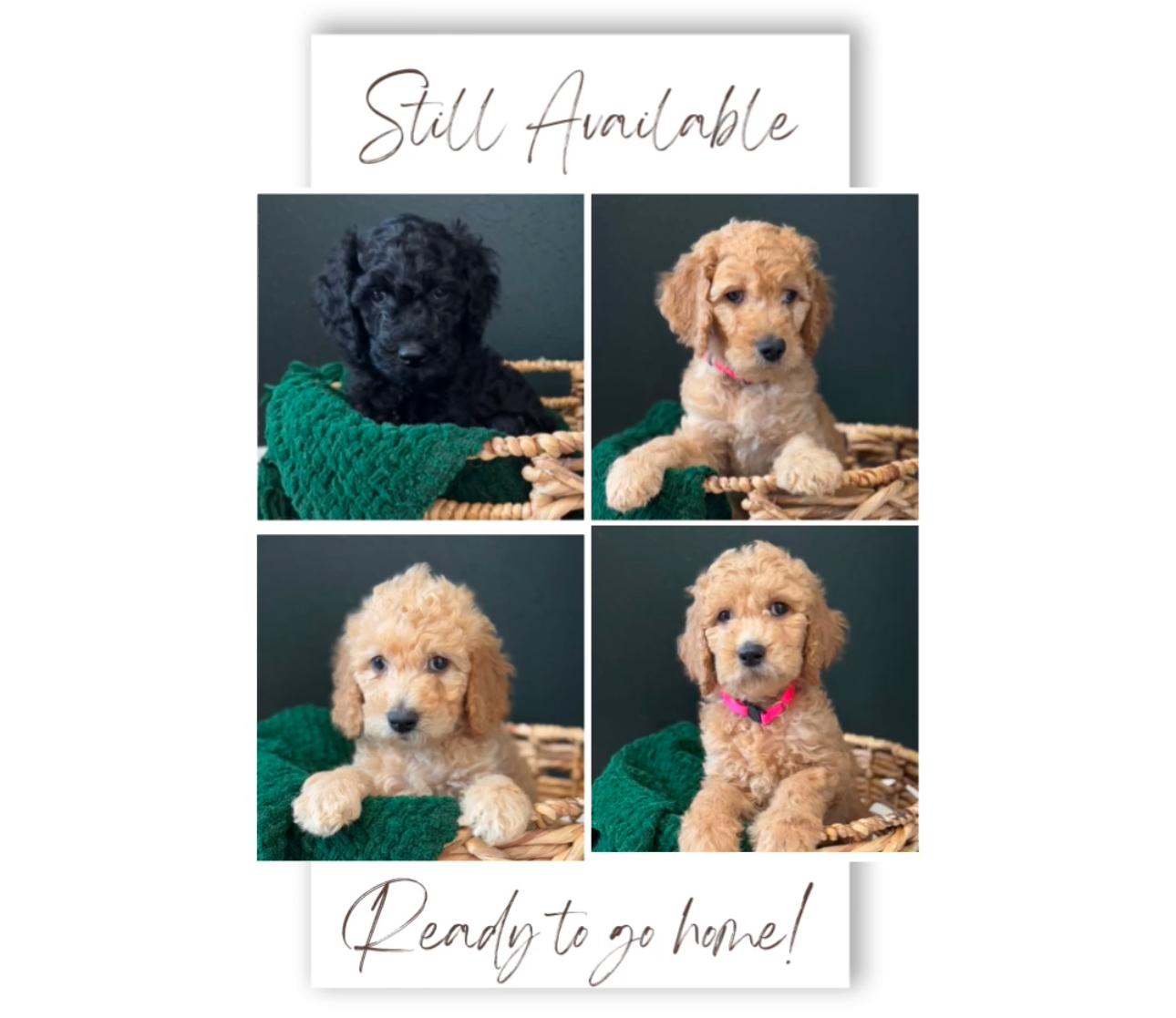 Ashly Miller in Illinois | Goldendoodle puppies | Good Dog