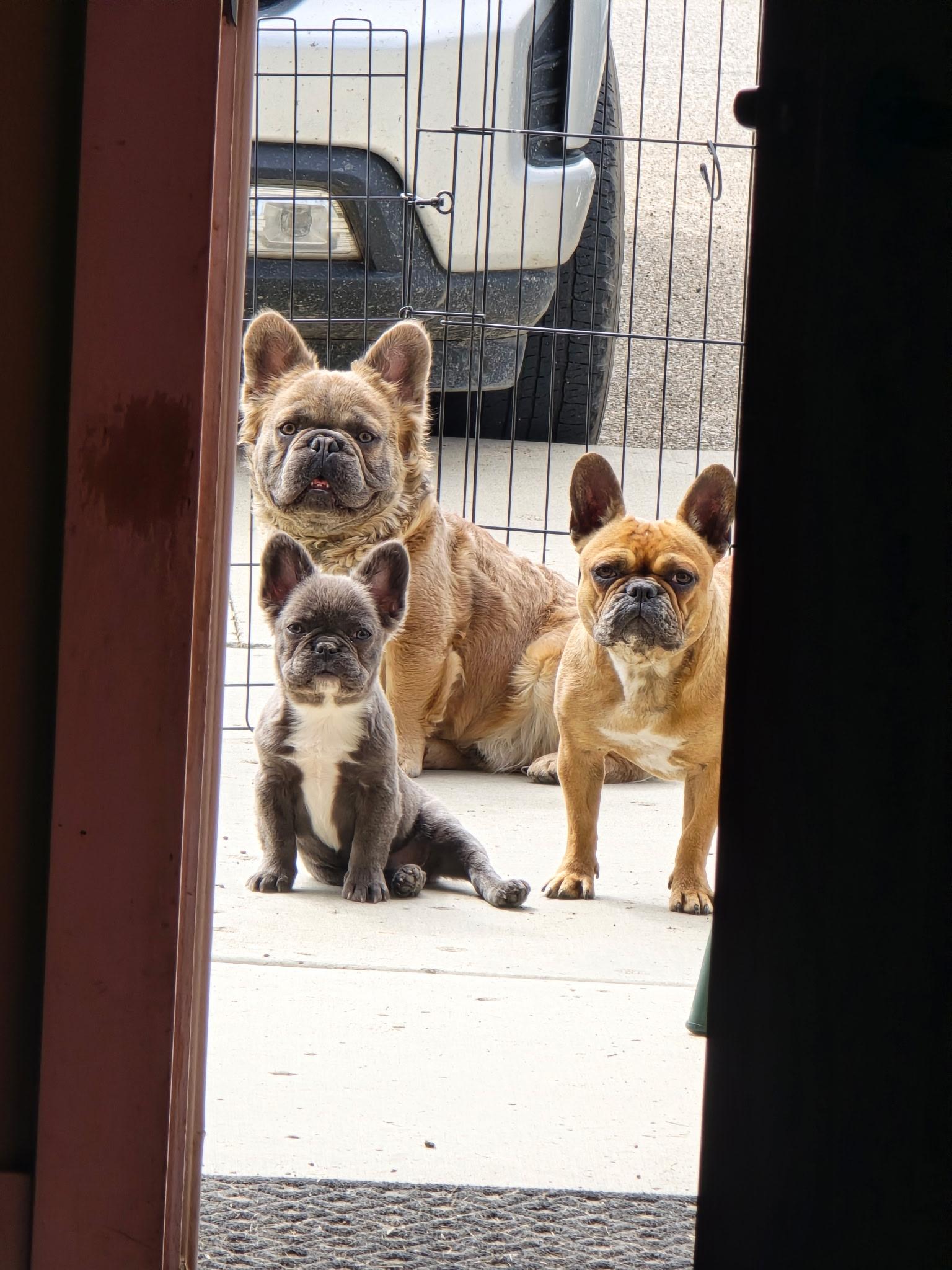 Aura Frenchies ND in North Dakota | French Bulldog puppies | Good Dog