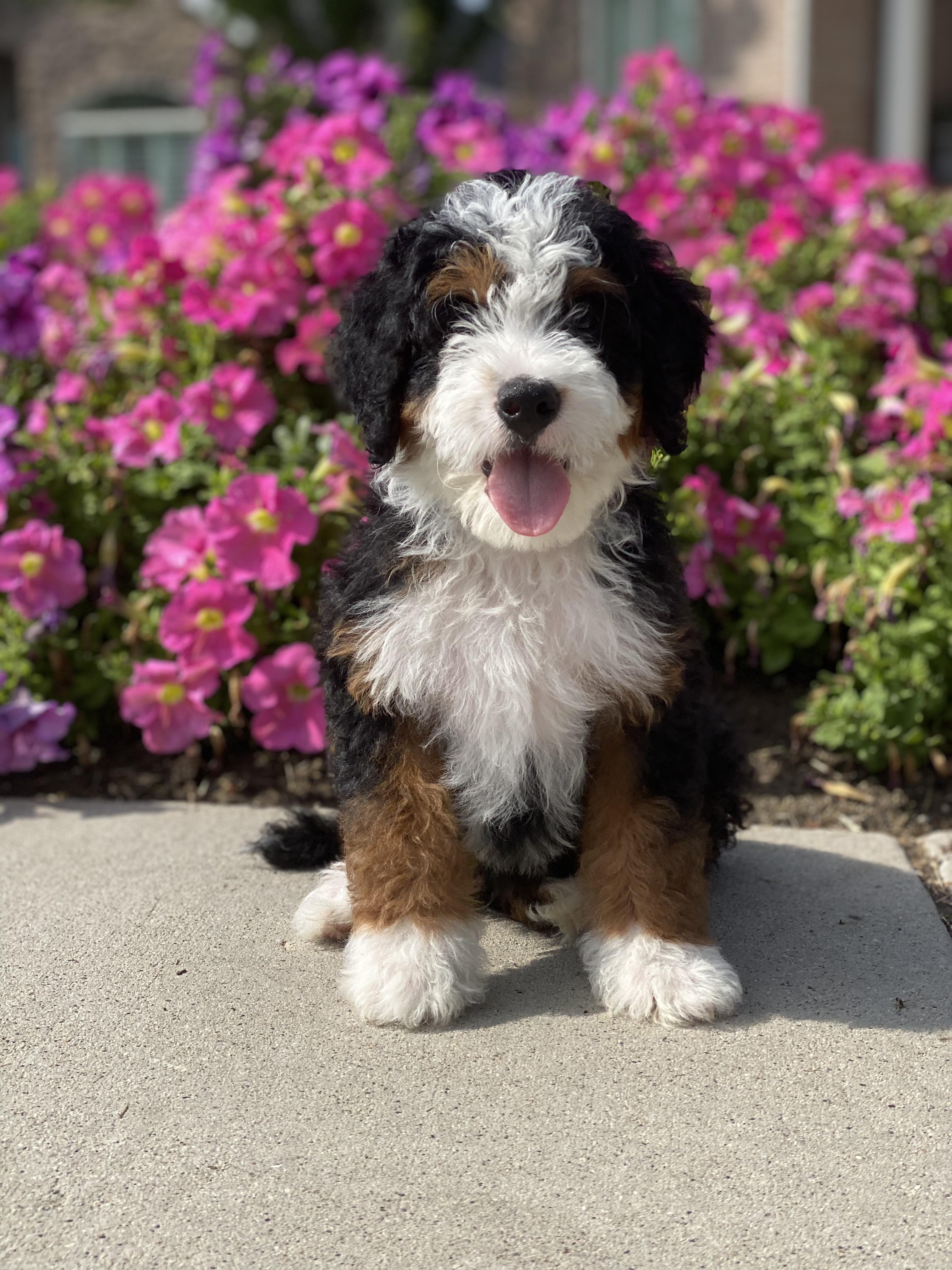 Sun Valley Doodles in Utah | Bernedoodle and Poodle puppies | Good Dog