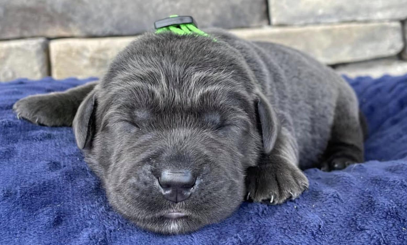 Vacationland Labs LLC in Maine | Labrador Retriever and Dilute ...
