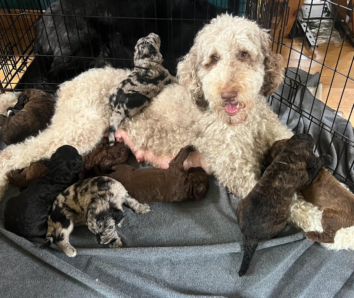 Cold Creek Doodles in Michigan | Double Doodle puppies | Good Dog
