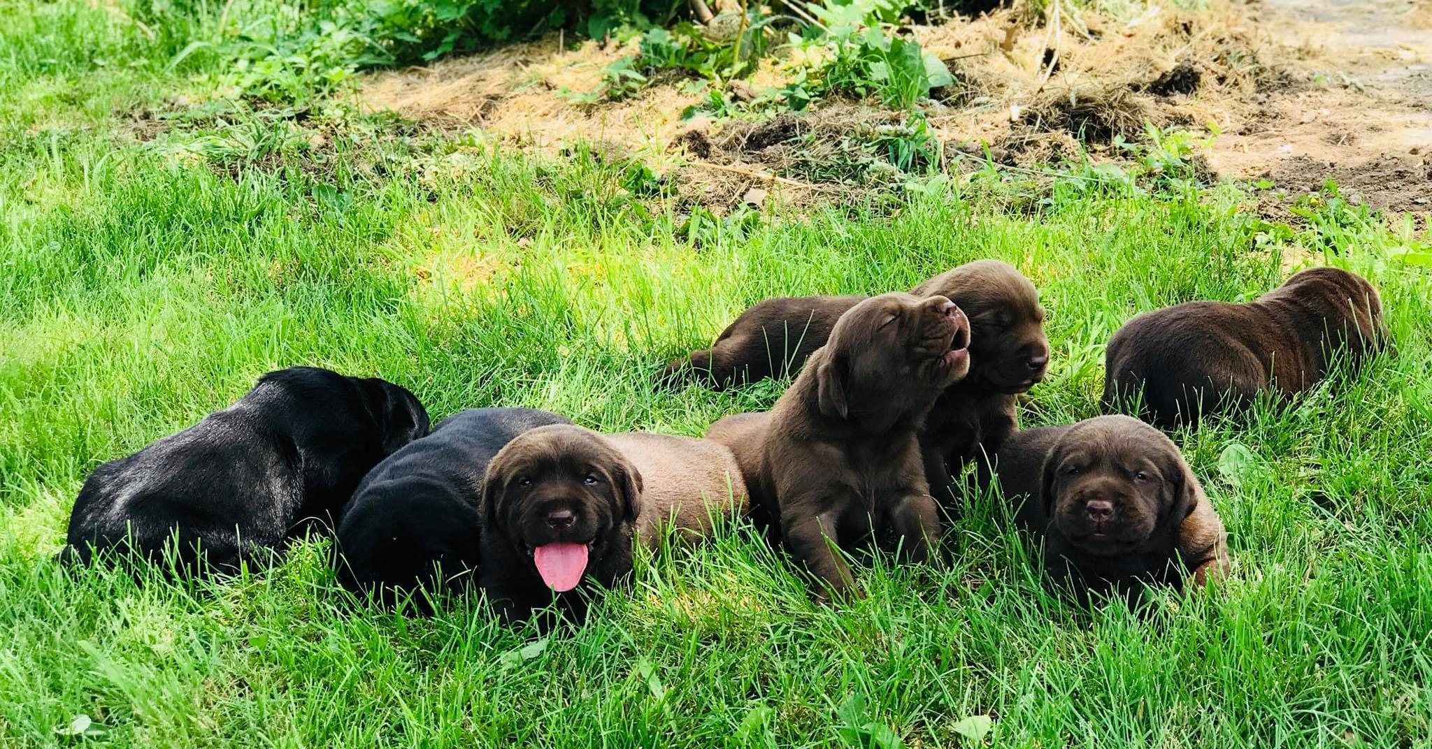 Mothersbrook Manor Labradors in Pennsylvania | Labrador Retriever ...