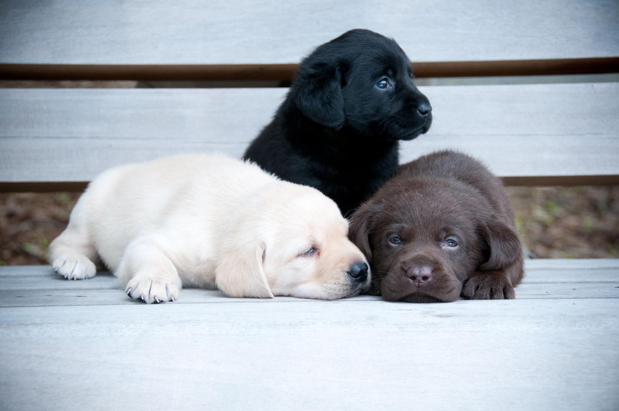 Karemy Kennels (Karemy Labradors) in Arkansas | Labrador Retriever ...
