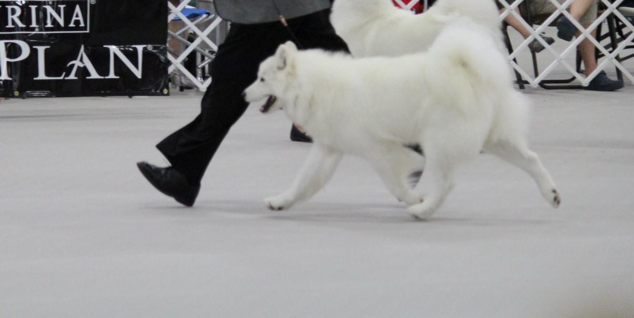 Aspen Gold Samoyeds in Nebraska | Samoyed puppies | Good Dog