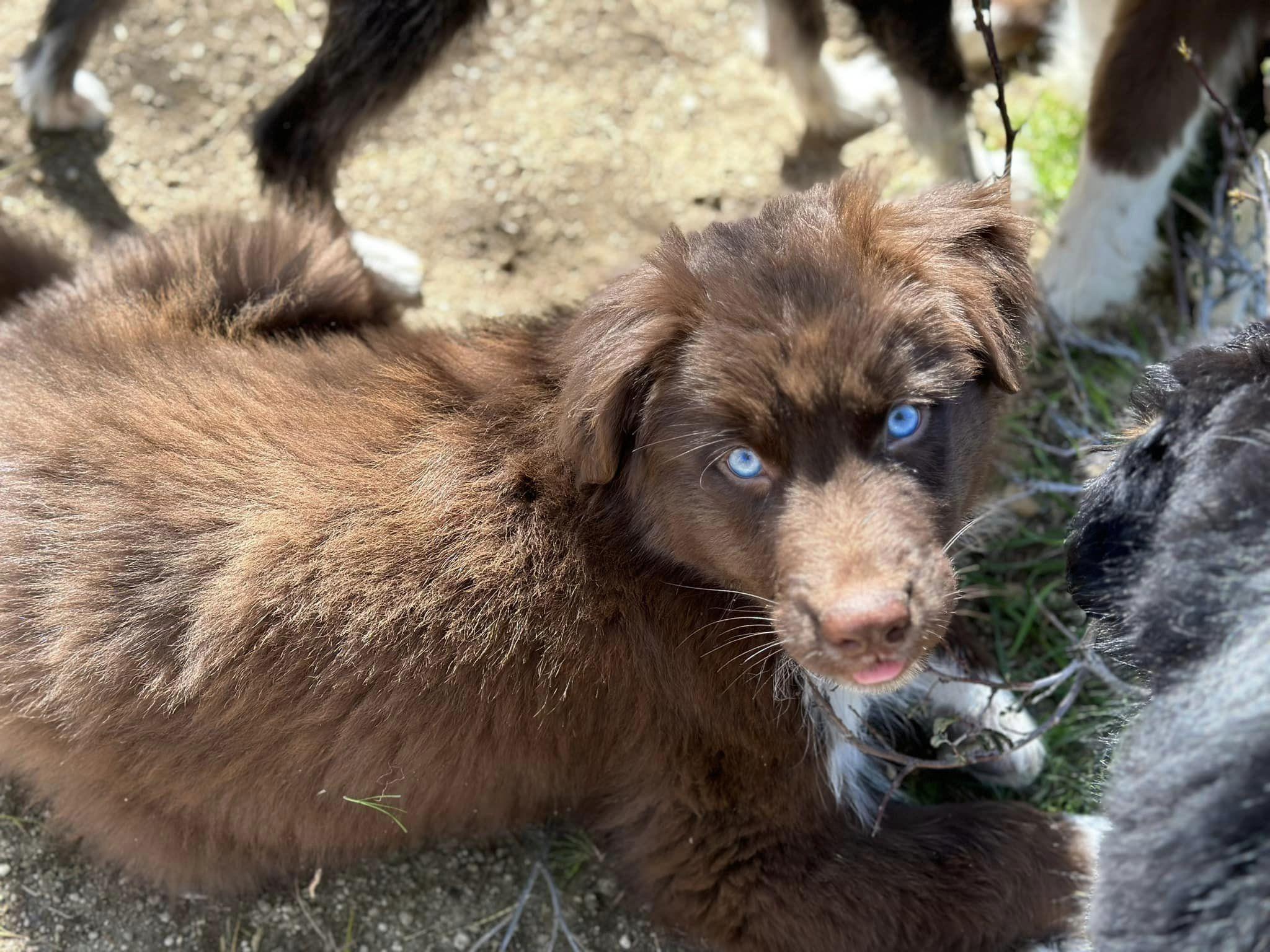 Boulder & Branch Aussie Ranch in California | Australian Shepherd ...