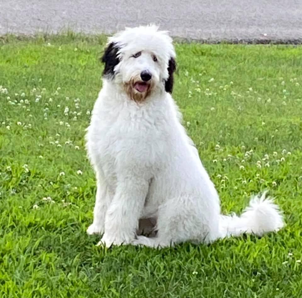 Big Bear Sheepadoodles in Arkansas | Sheepadoodle puppies | Good Dog
