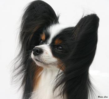 Clearlake Papillons in Texas | Papillon puppies | Good Dog
