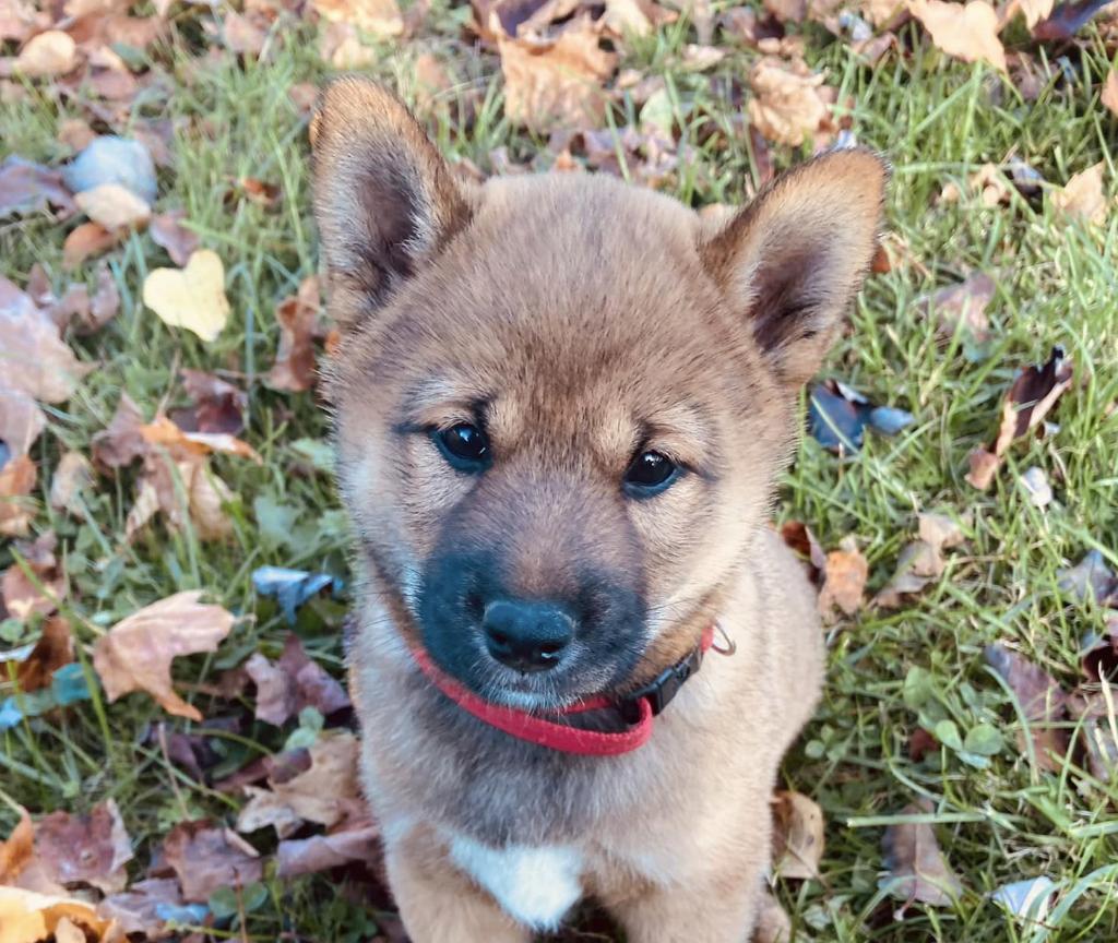 Cornerpost Shiba Inus in New York | Shiba Inu puppies | Good Dog