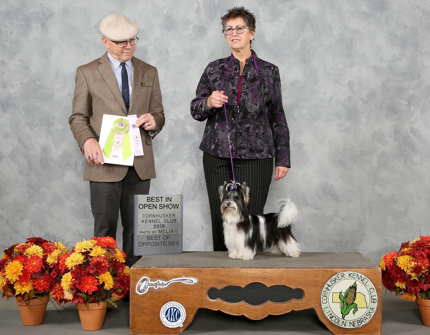 Ice Ice Baby Biewers & Poodles in North Dakota | Biewer Terrier and ...