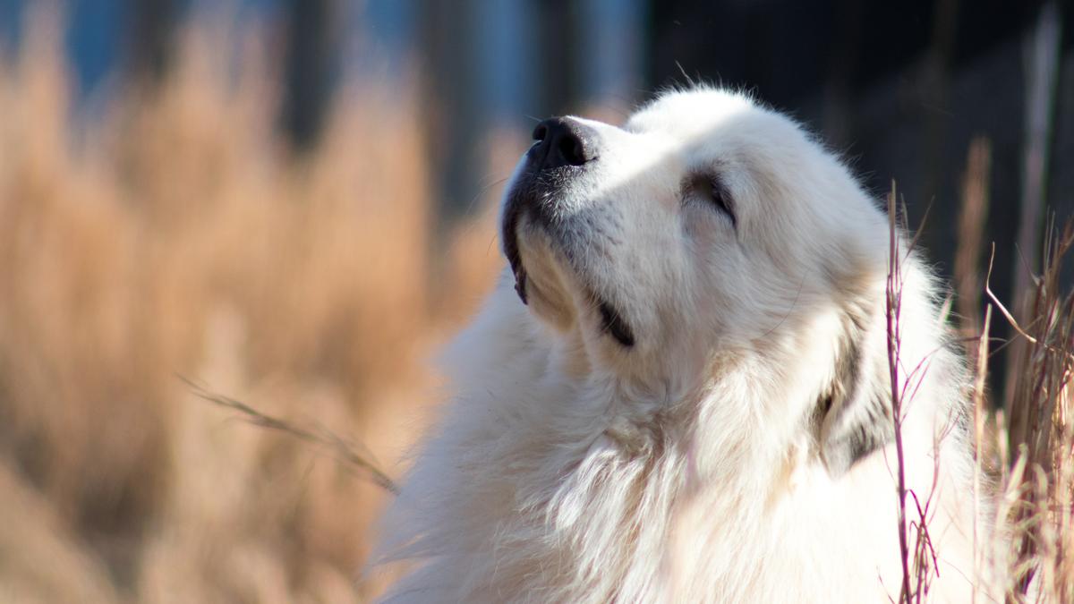 25 cute AKC Registered Great Pyrenees puppies for sale | Good Dog