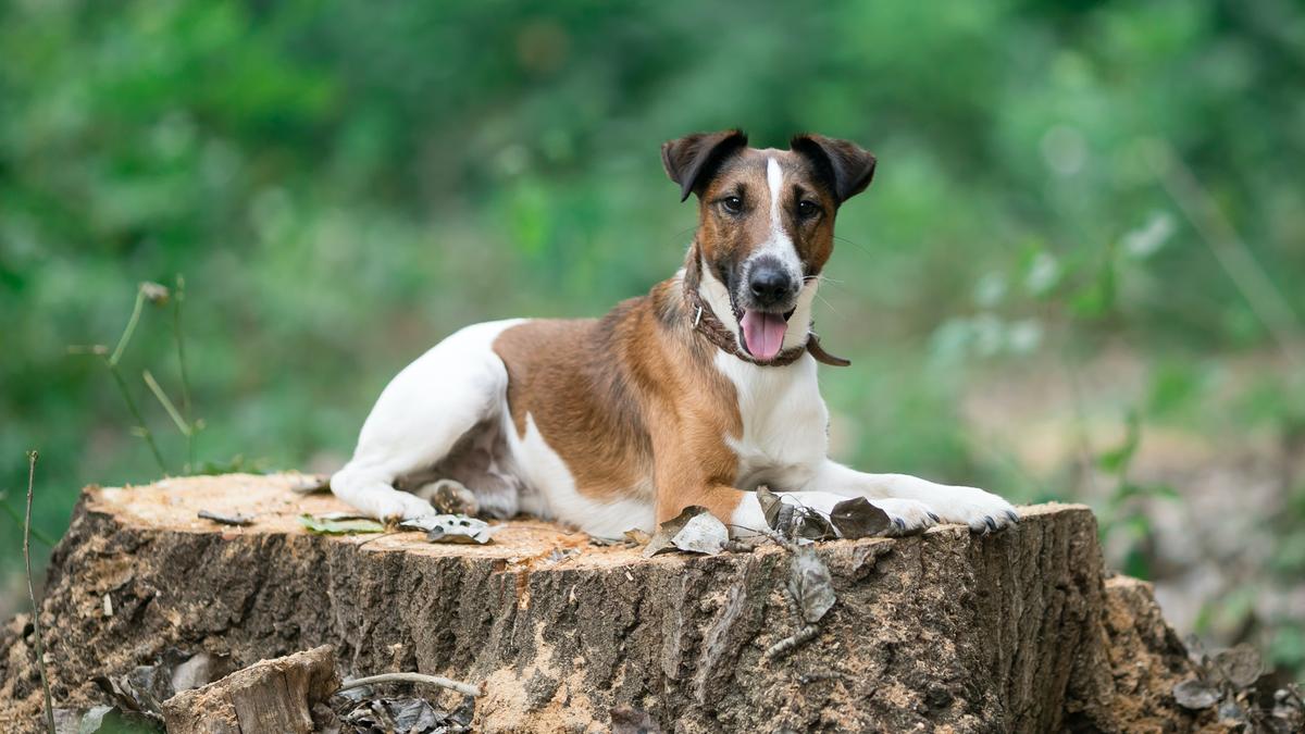 25 cute Smooth Fox Terrier puppies for sale in Texas | Good Dog