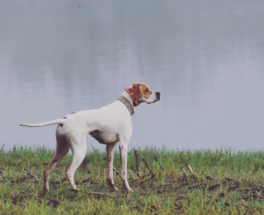 Prosperity Pointers in Washington | Pointer puppies | Good Dog