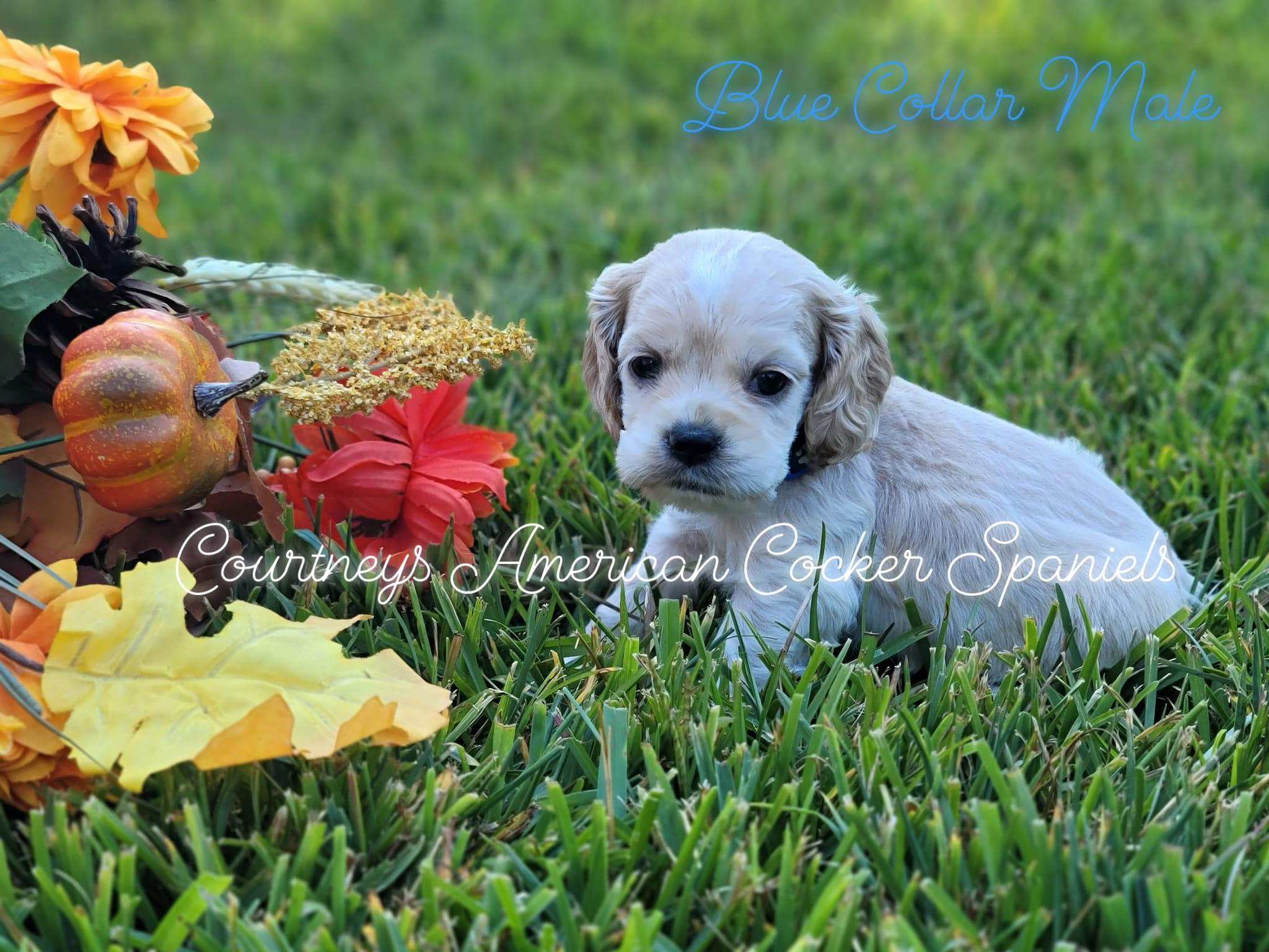 Courtneys American Cocker Spaniels in Louisiana | Cocker Spaniel ...