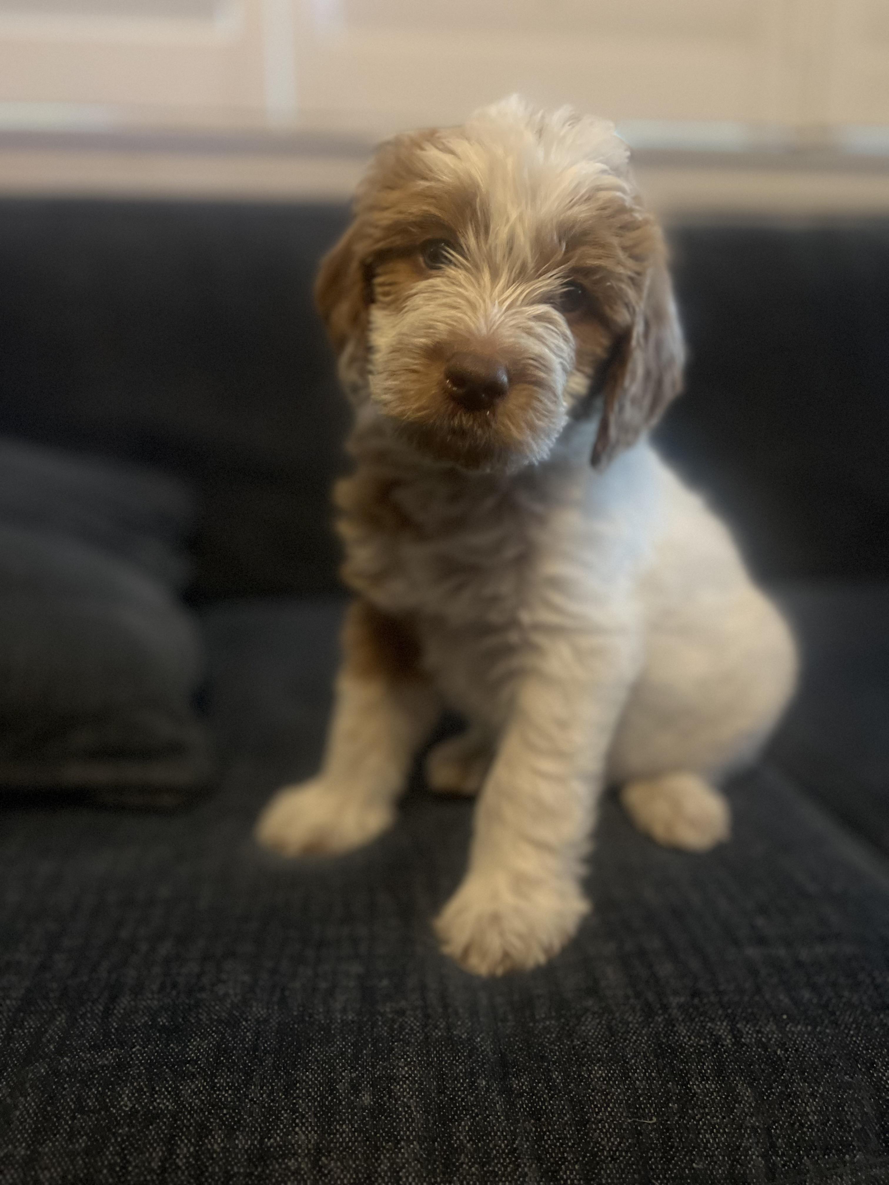 McDoodles in California | Goldendoodle puppies | Good Dog