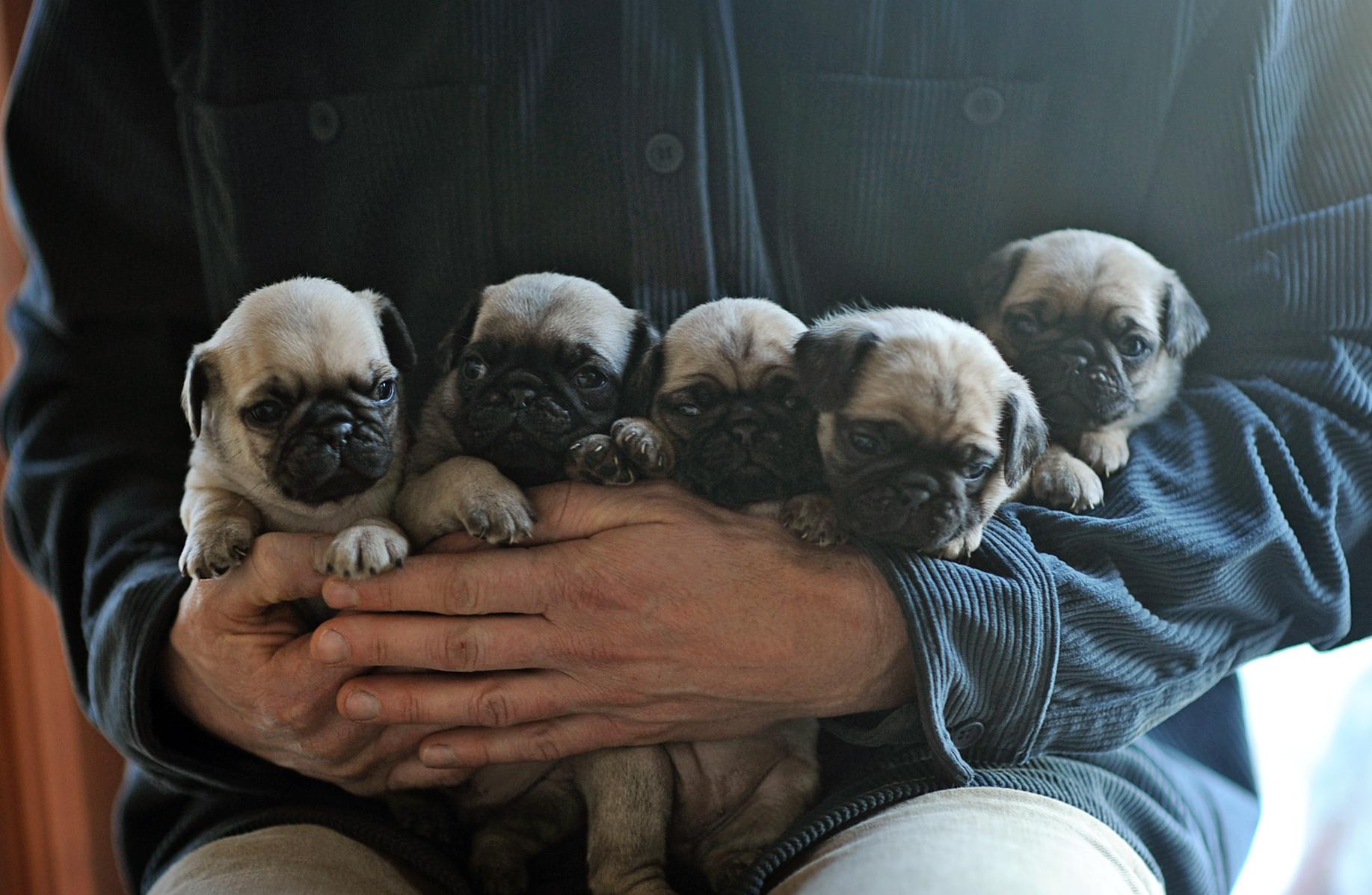 Sweet Mercy Farm in Washington | Pug puppies | Good Dog