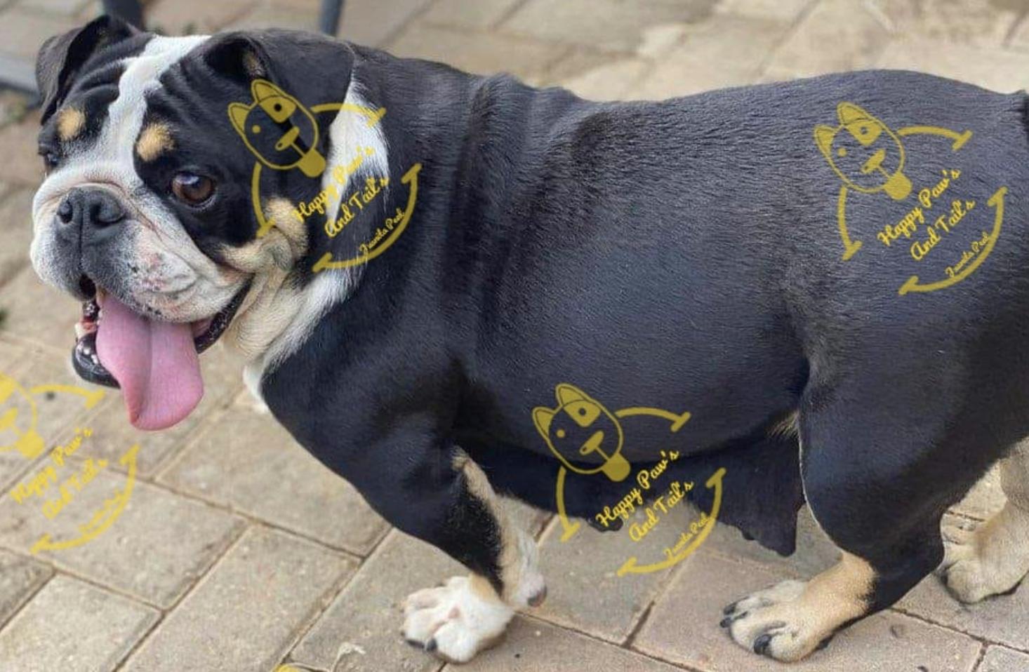 Happy Paw's And Tail's in Missouri | Bulldog and Yorkshire Terrier ...