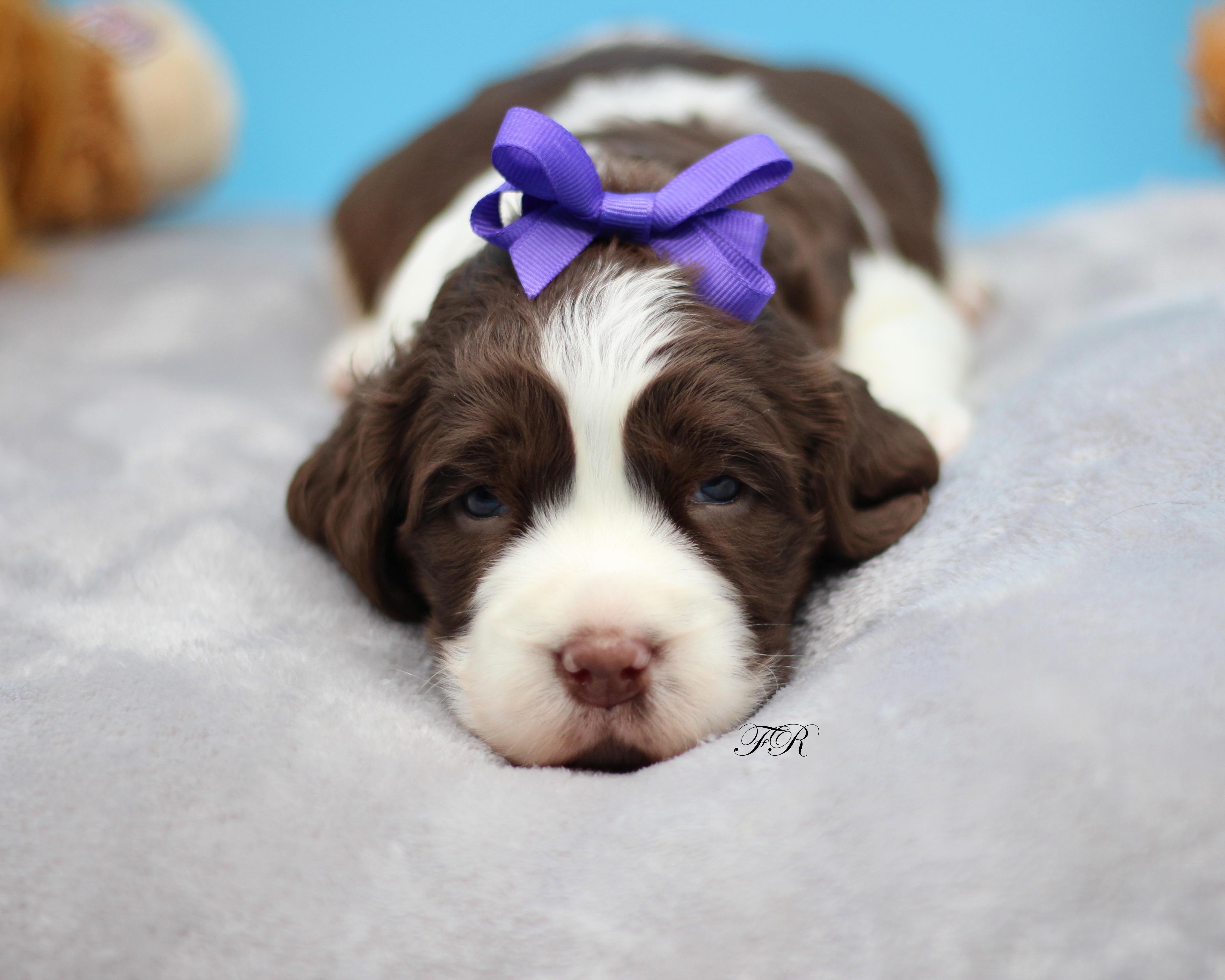 Family Raised Doodles in New York | English Springer Spaniel, Poodle or ...