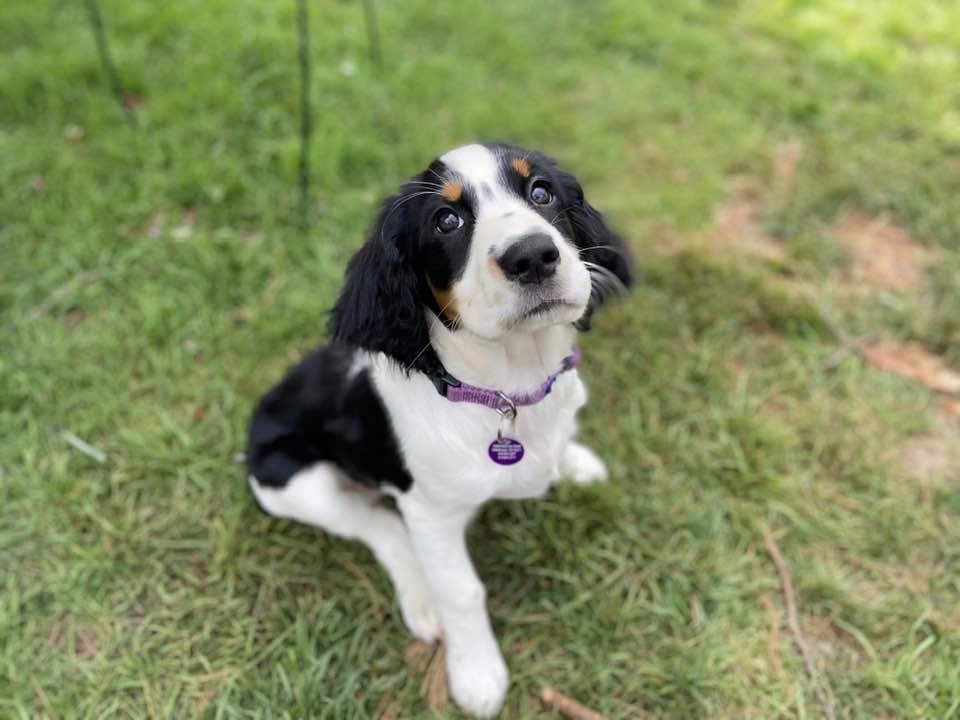 Keenerbelle Springers in Ohio | English Springer Spaniel puppies | Good Dog