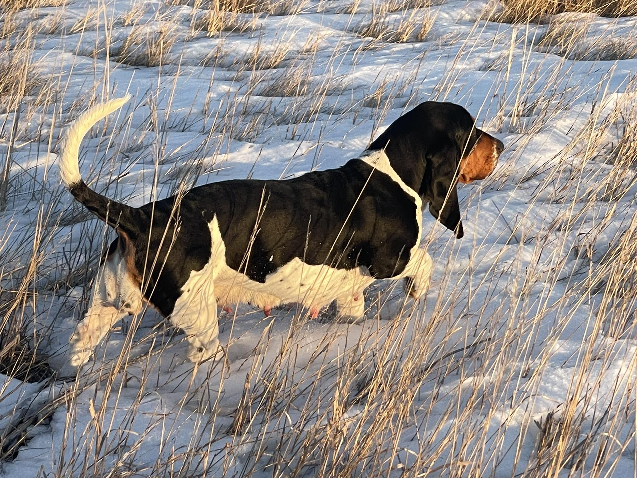 Rain and Snow Bassets in Nebraska | Basset Hound puppies | Good Dog