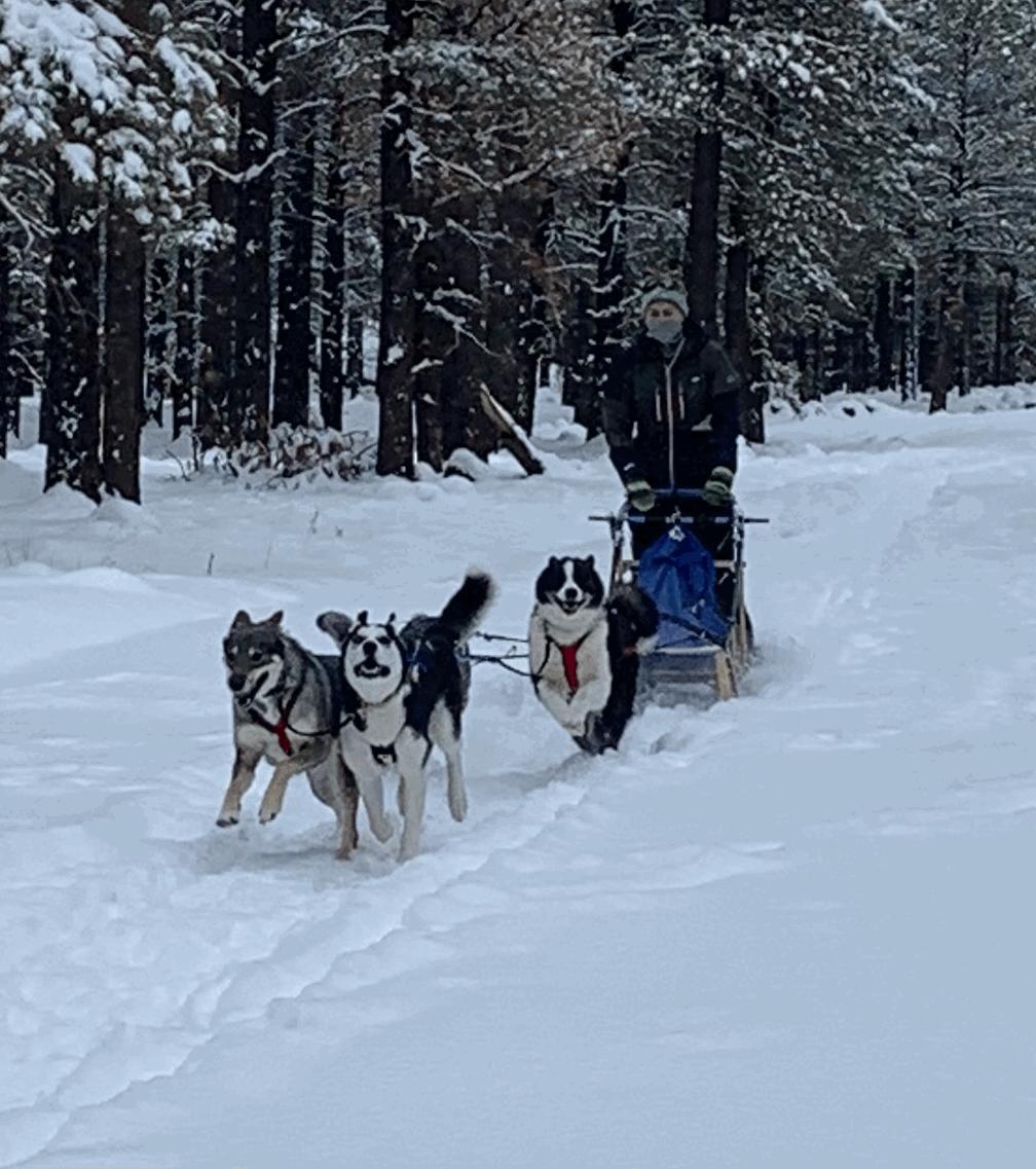 Timberline Tamaskan in Arizona | Tamaskan puppies | Good Dog
