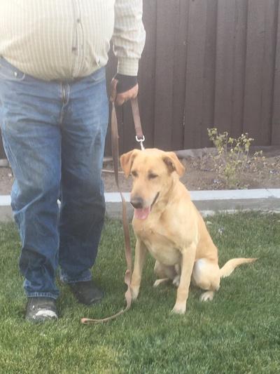 Dutson Labs in Utah | Labrador Retriever puppies | Good Dog