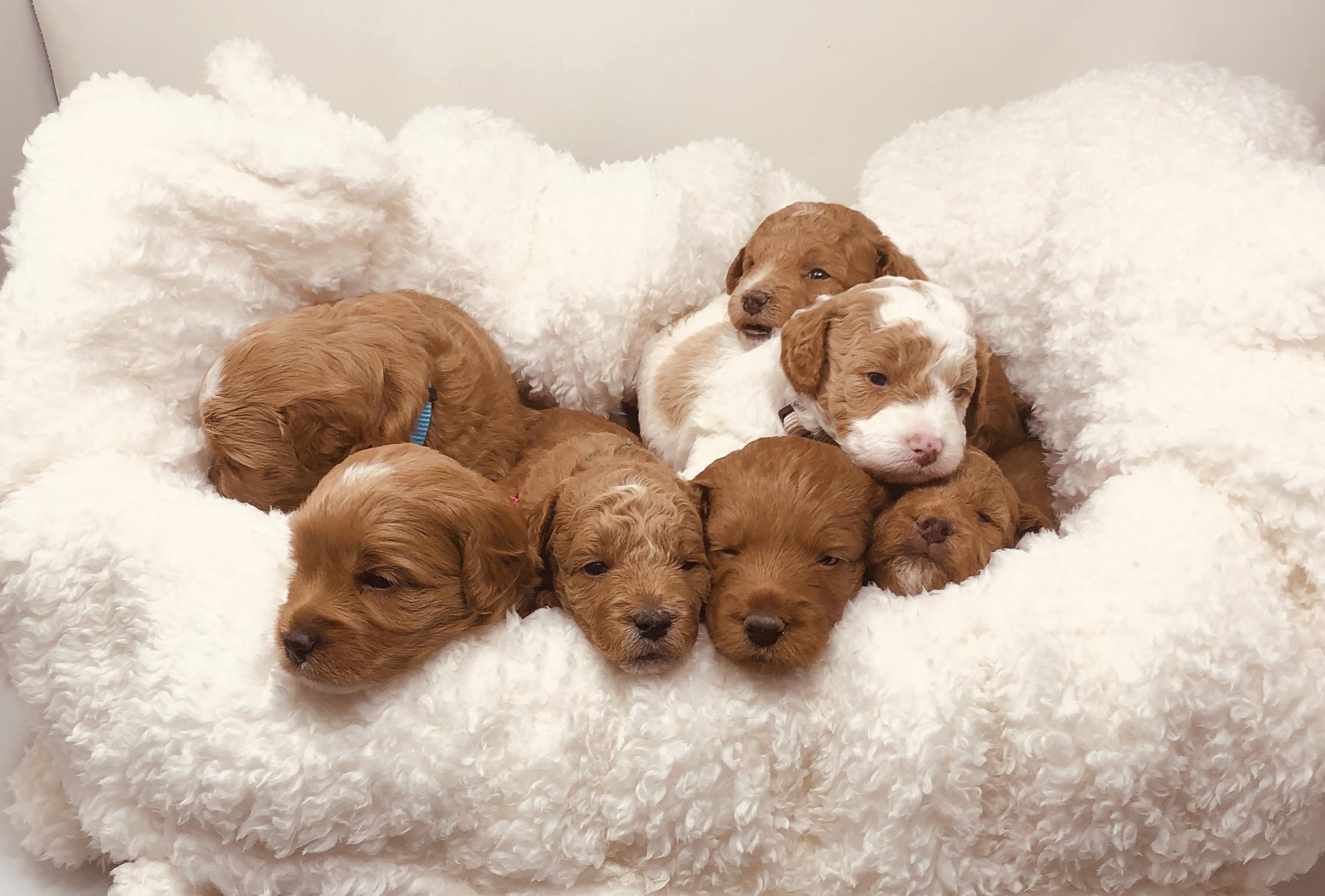 Stella’s Stunning Goldendoodles of VA in Virginia | Goldendoodle ...