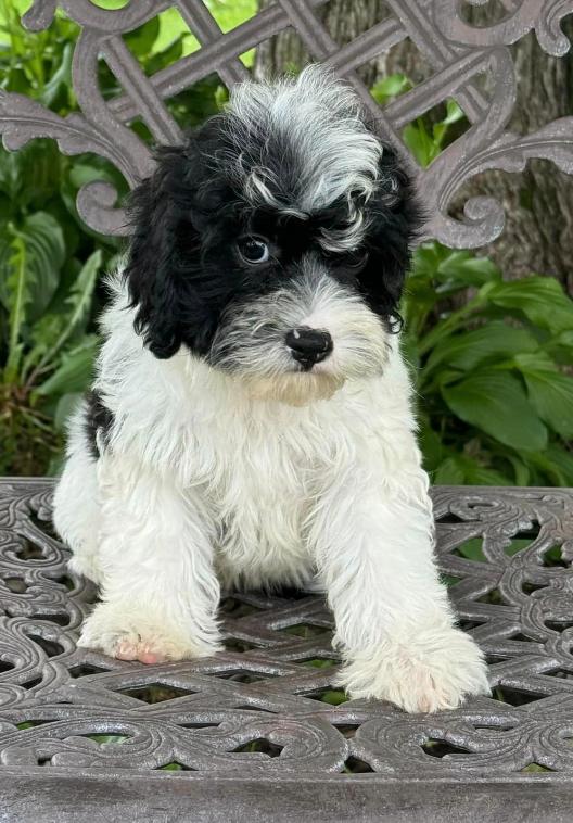 Katie’s Cavapoos in Minnesota | Cavapoo puppies | Good Dog