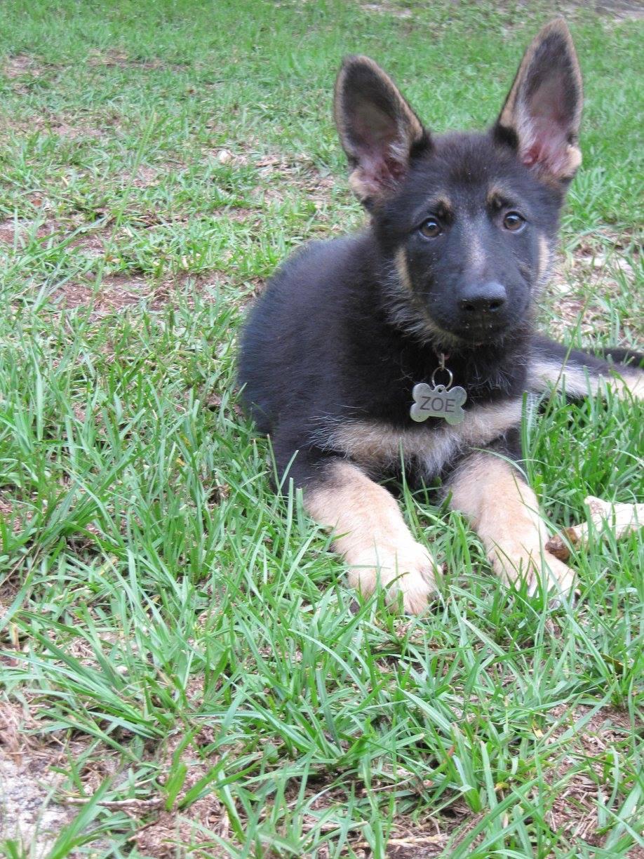 Guardian Breeders in South Carolina | German Shepherd puppies | Good Dog