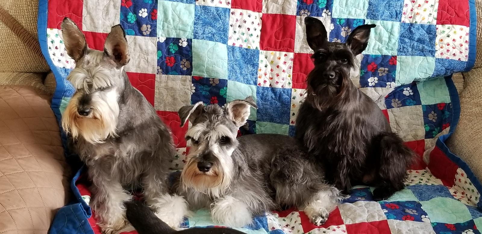 Tandy Phillips's Miniature Schnauzers in Michigan | Miniature Schnauzer ...