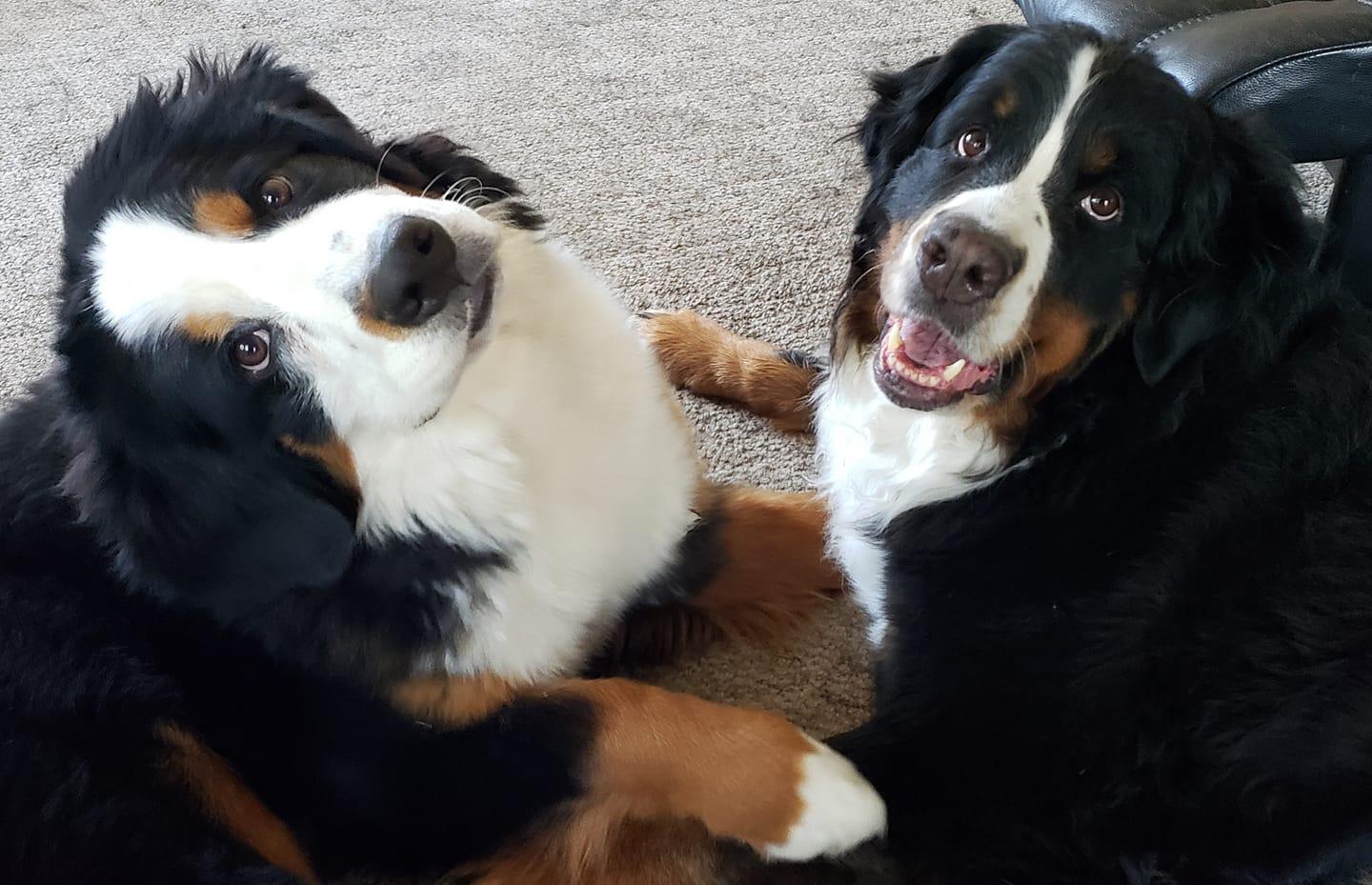 Joyful Bernese in Colorado | Bernese Mountain Dog puppies | Good Dog